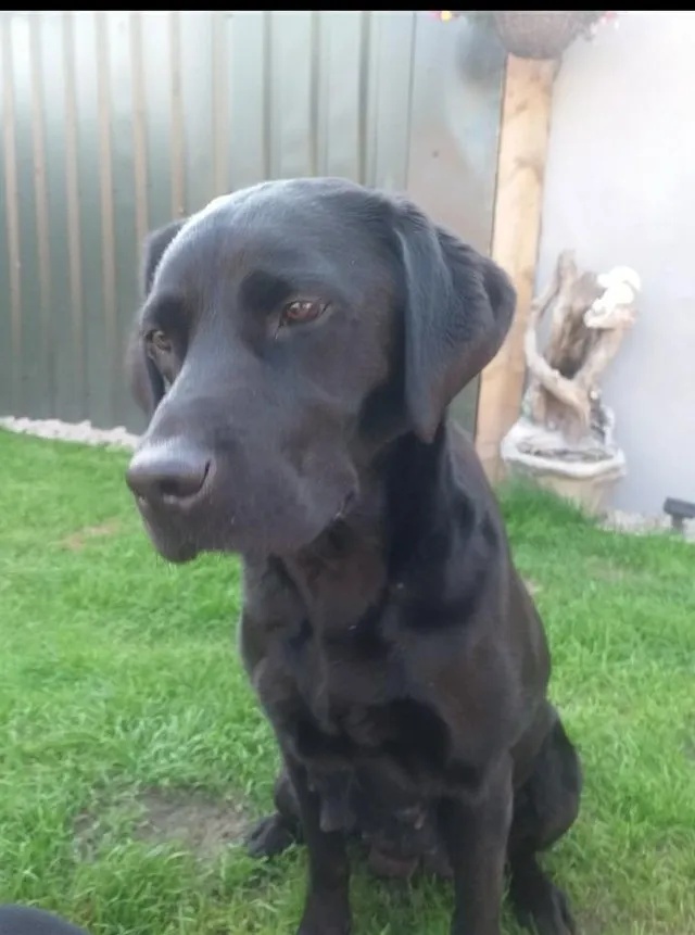 Stunning Litter Of Black Labradors. - Labrador Retriever For Sale in ...