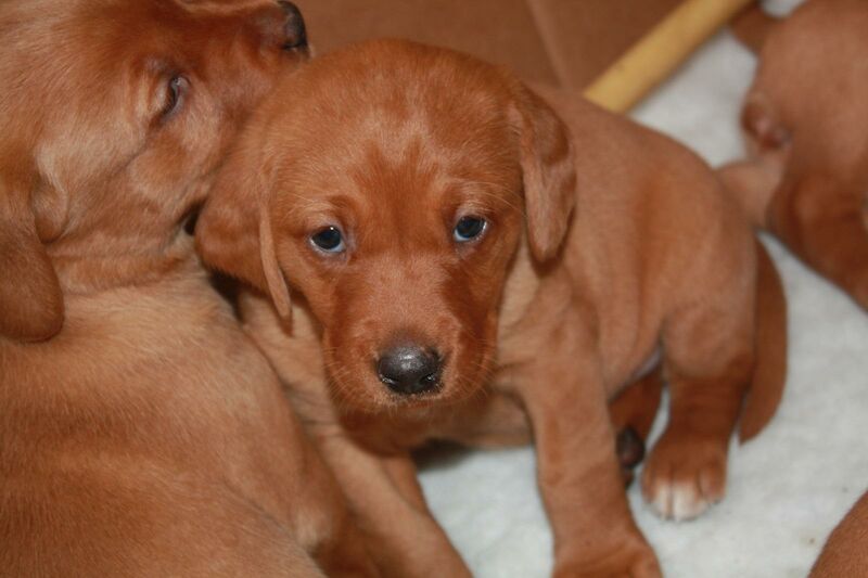 4 Stunning KC Fox Red Labrador Puppies For Sale in Cray's Pond ...
