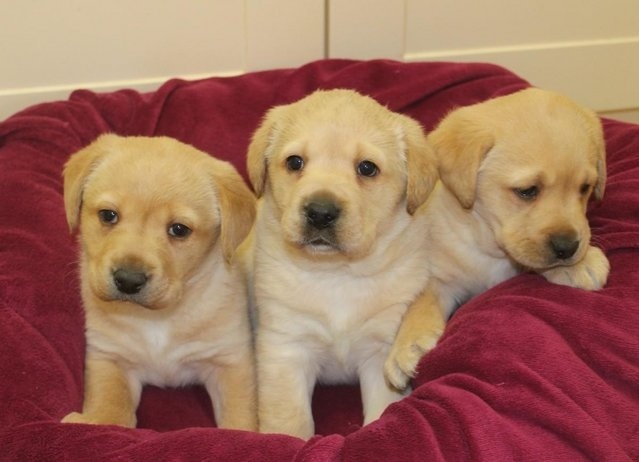Beautiful Chunky Labrador Puppies For Sale in Knighton/Tref-y-Clawdd, Powys