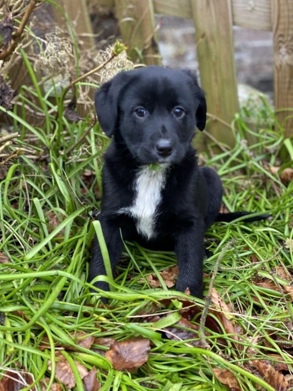Lab X Collie Puppies For Sale in Tiverton, Devon