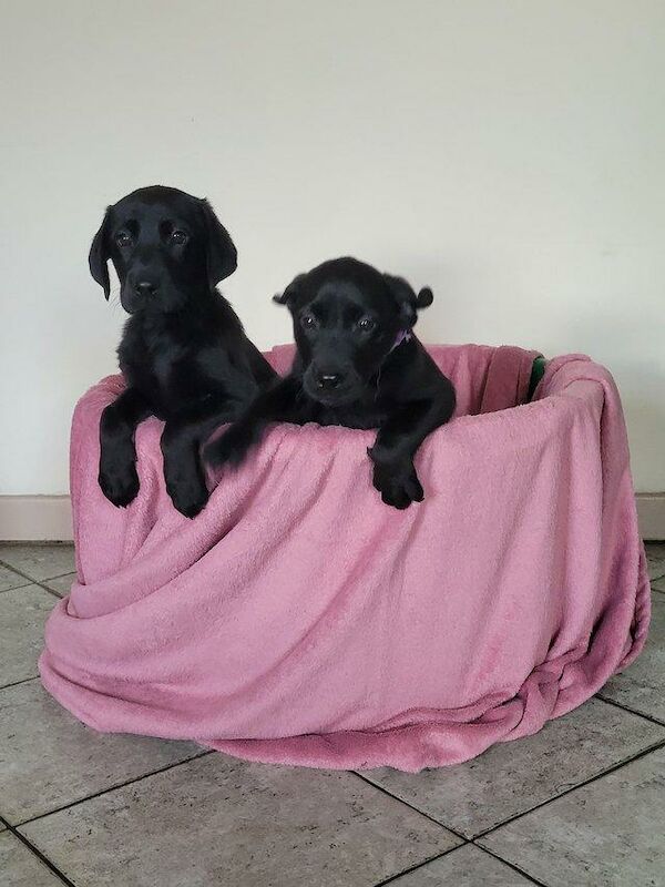 Two Chunky Black Labrador Retreiver Puppies For Sale in Caernarfon, Gwynedd