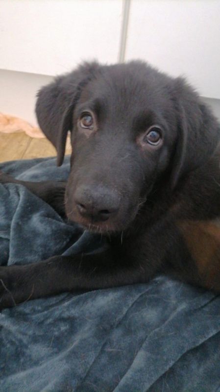 Beautiful Labrador Retriever X Puppy For Sale in Skelmersdale, Lancashire