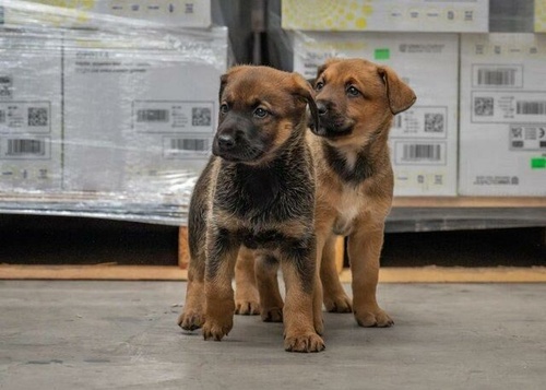 Labrador Cross Dogs And Puppies For Sale