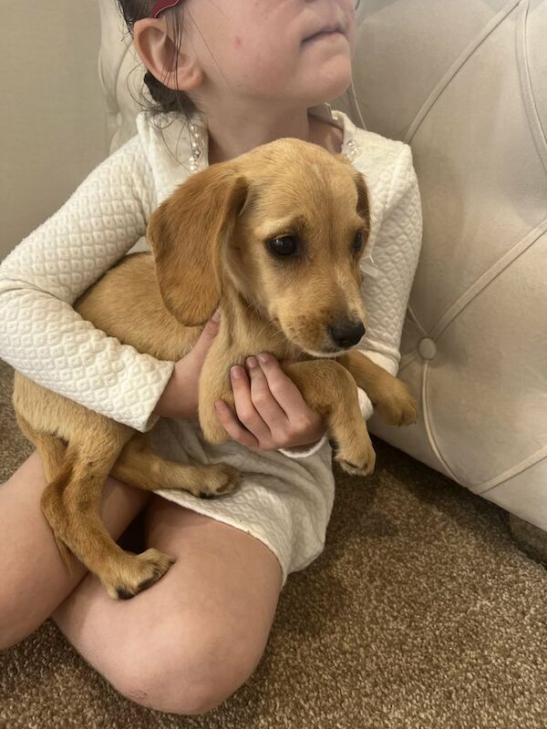 Cockerdor Puppies 14 Weeks Ready Now - Labrador Retriever Puppies For ...