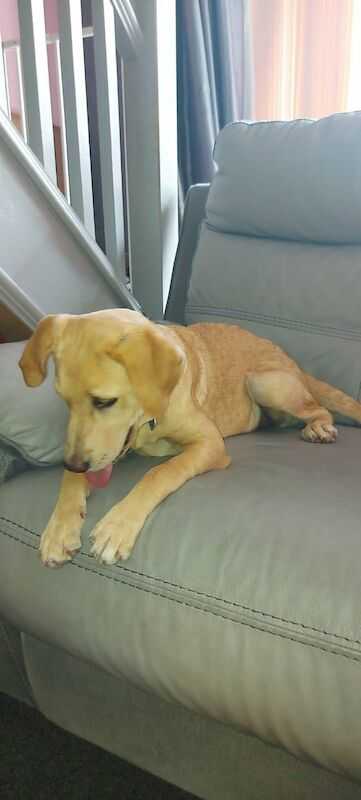 7 Month Female Red Fox Labrador For Sale in Rhuddlan, Denbighshire