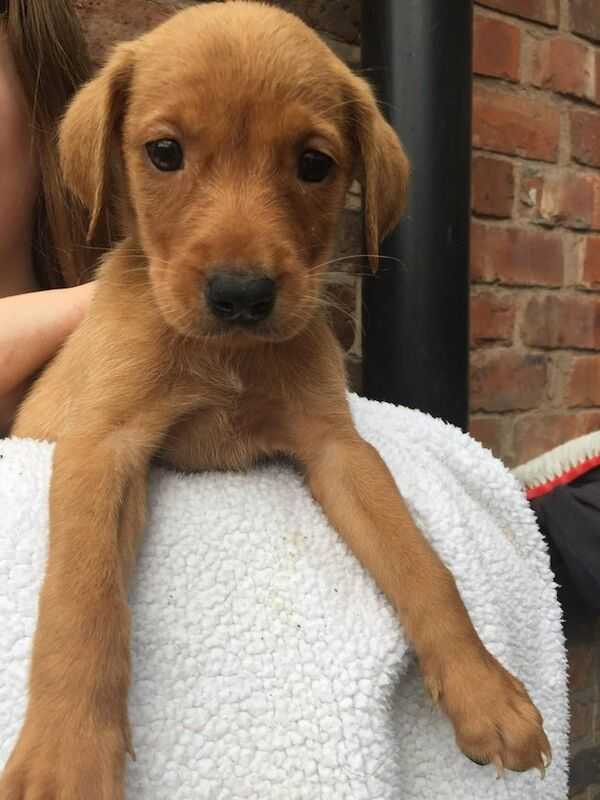 Fox Red Labrador Puppies £850 For Sale in Macclesfield, Cheshire
