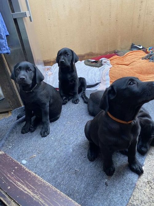 Amazing 12 Week Old Black Labrador Puppies For Sale in Sheffield, South ...