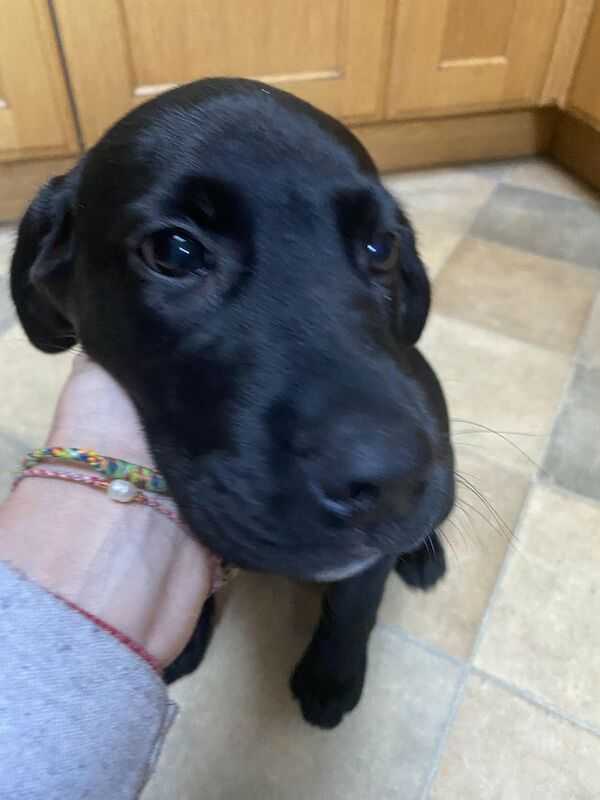 12 Week Adorable Black Labrador Puppy For Sale in Sheffield, South ...