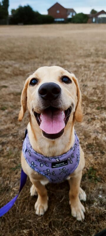 7 Month Old Labrador Puppy - Female For Sale in Hopton on Sea, Norfolk