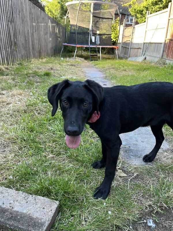 8 Month Old Labrador - Full Breed Named Poppy For Sale in Wolverhampton ...