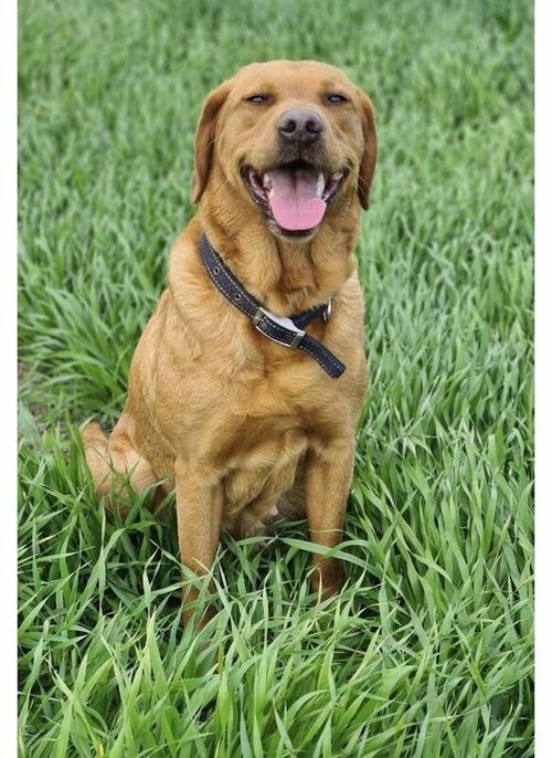 Gorgeous KC Fox Red Labrador Male For Sale in Alfreton, Derbyshire