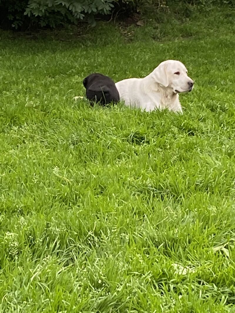 Beautiful Chunky Labradors - Labrador Retriever Puppies For Sale in ...