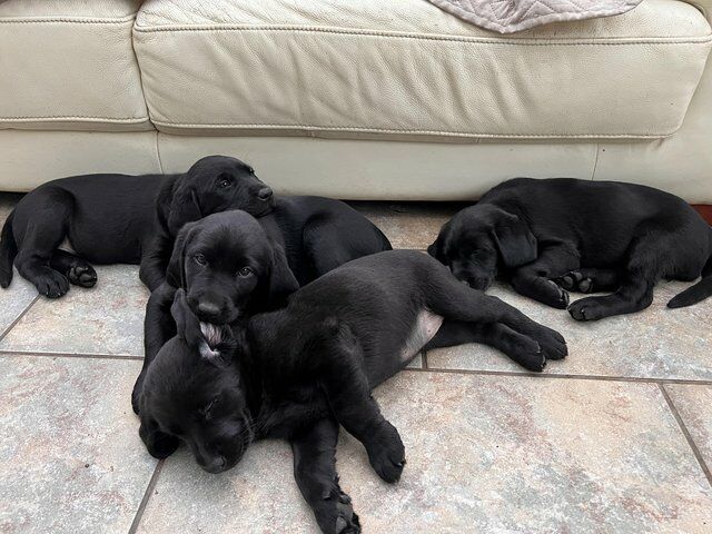 How Many Weeks Before A Black Labrador Puppy Can Walk