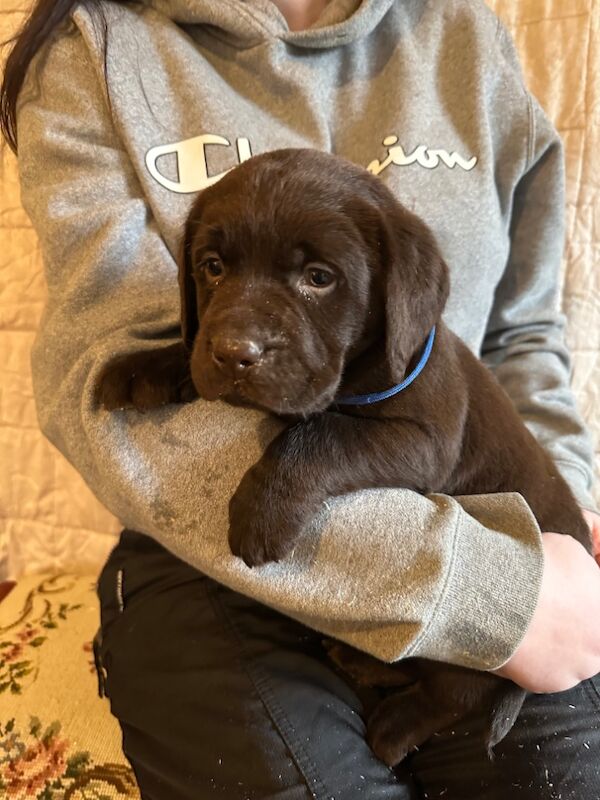 Find Trusted Labrador breeders in Banffshire | Labrador Breeders Directory