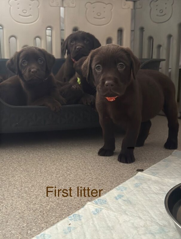 Kennel Club Registered Brown/Chocolate Labrador Retriever Puppies For ...