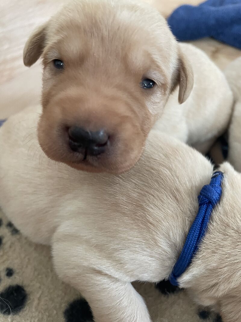 Are Dudley Hypoallergenic