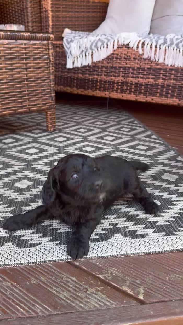 Kennel Club Registered Cockapoo Puppies For Sale From Private Sellers ...