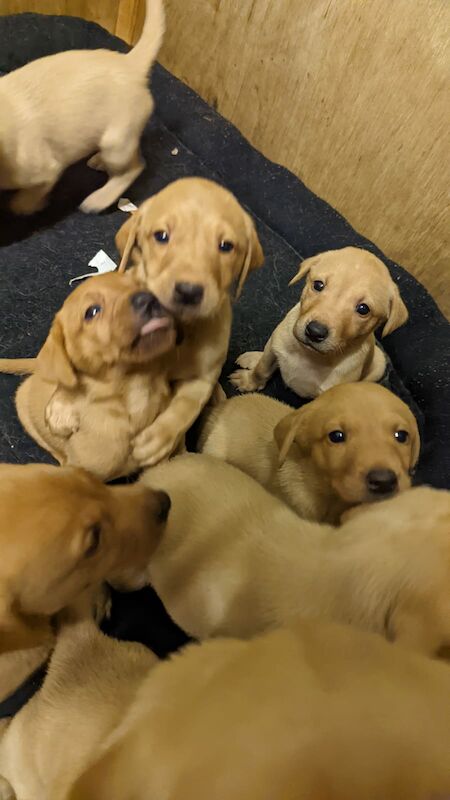 Fabulous Fox Red Litter Only Boys Left For Sale in Brill, Buckinghamshire