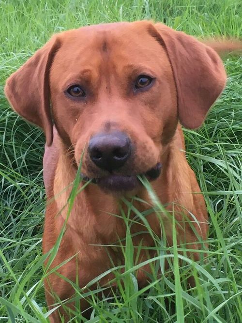 Fox Red Lab For Stud For Stud in Chester-Le-Street, County Durham