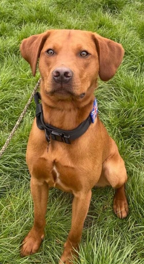 Fox Red Lab For Stud For Stud in Chester-Le-Street, County Durham