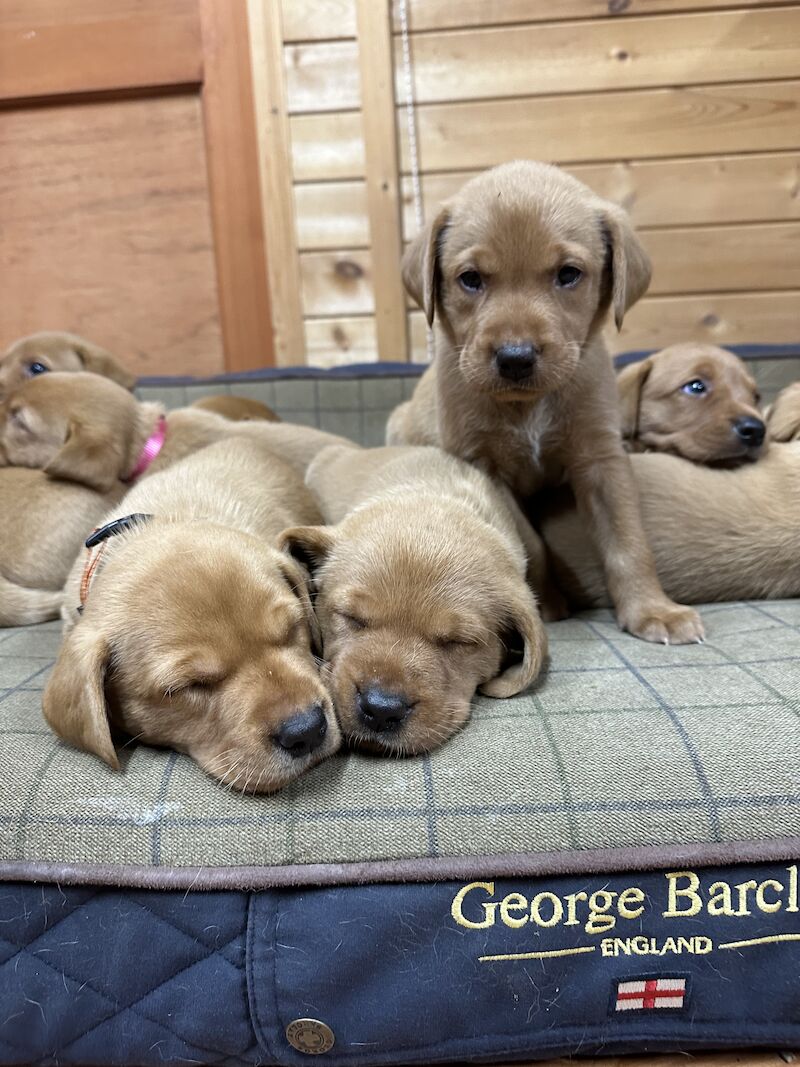 ALL SOLD Fox Red Labrador Puppies For Sale in Madehurst, West Sussex