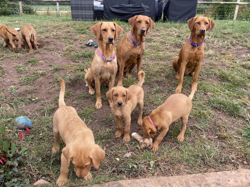 Fox Red Labradors. ALL SOLD - Labrador Retriever Puppies For Sale in ...