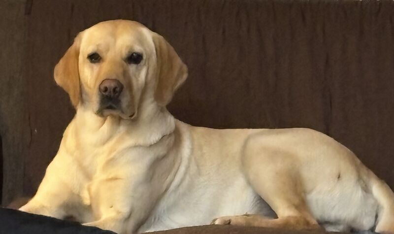 KC Reg Labradors Yellow - Labrador Retriever Puppies For Sale in ...