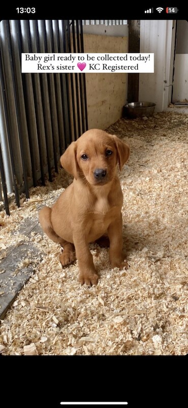 KC Registered Fox Red Labrador Puppies. For Sale in Cwmavon, Torfaen ...