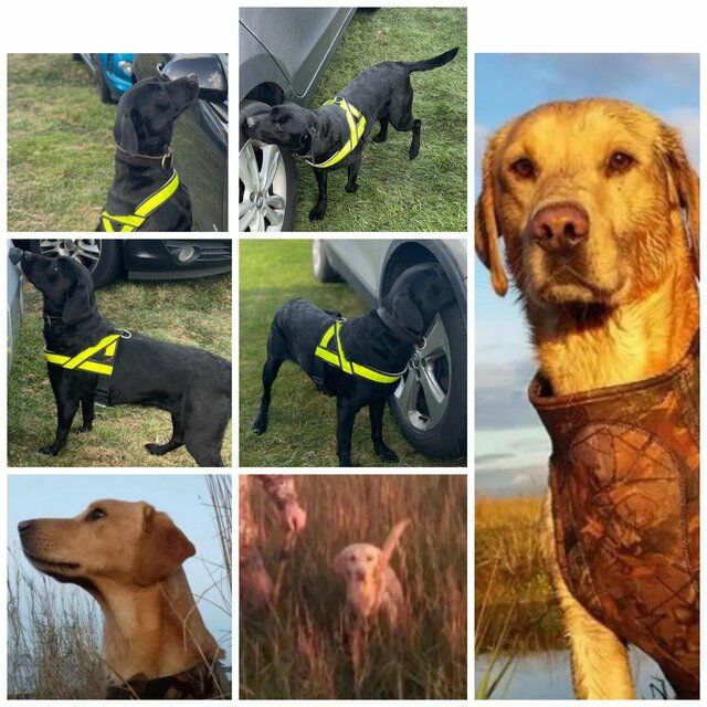 Labrador Puppies From Working Lines For Sale in Luton, Devon