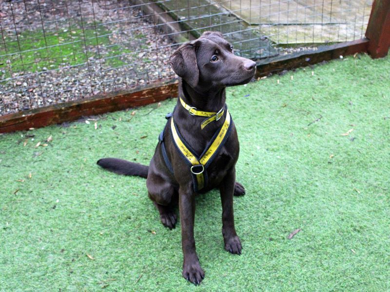 Luna - Labrador Retriever For Adoption in Liverpool, Merseyside ...