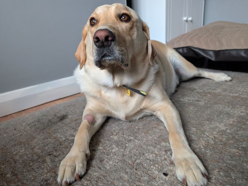 Maverick - Labrador Retriever For Adoption in Ballymena, Co Antrim ...