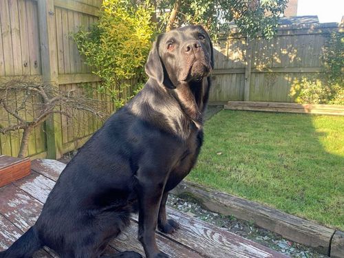 Results Page 2 For Labrador Retriever Dogs And Puppies In Need Of ...