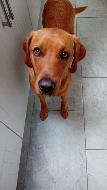 Red Fox Labrador 2 Year Old For Stud in Machynlleth, Powys | Labrador ...