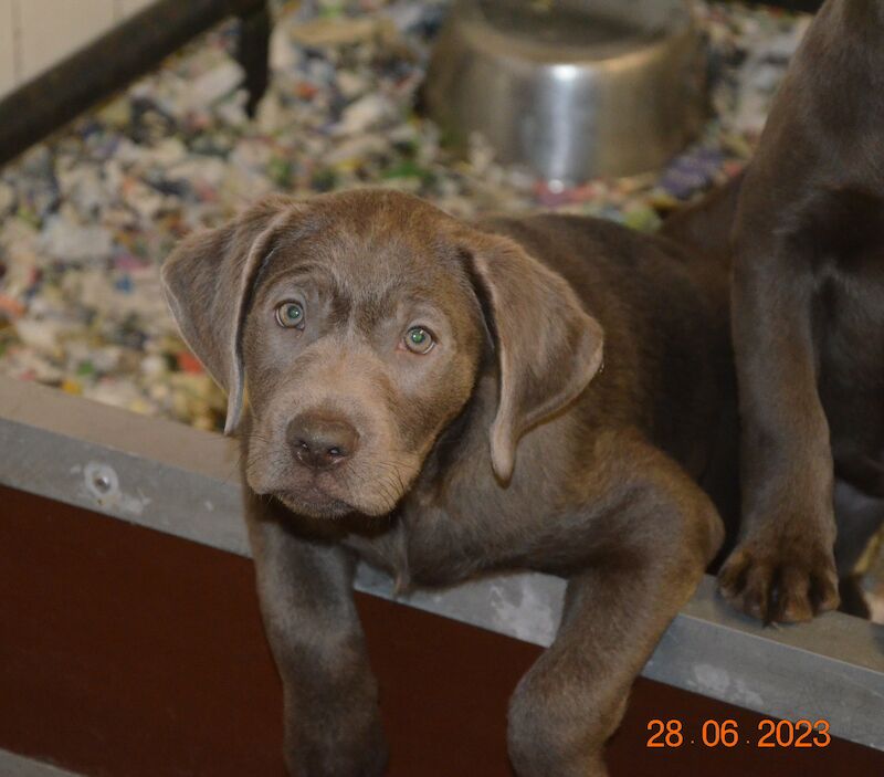 Silver Female Lab Puppy Available Now For Sale in Muswell Hill, London ...