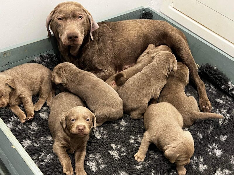 Cute Silver Lab Puppies