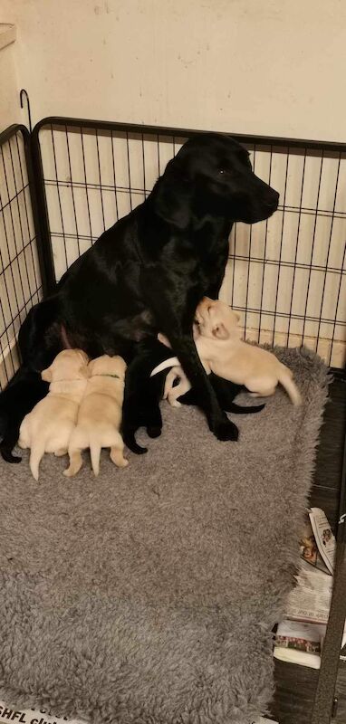 Last Chance Only 1 Strong Yellow Labrador Dog Pup From Working Lines ...