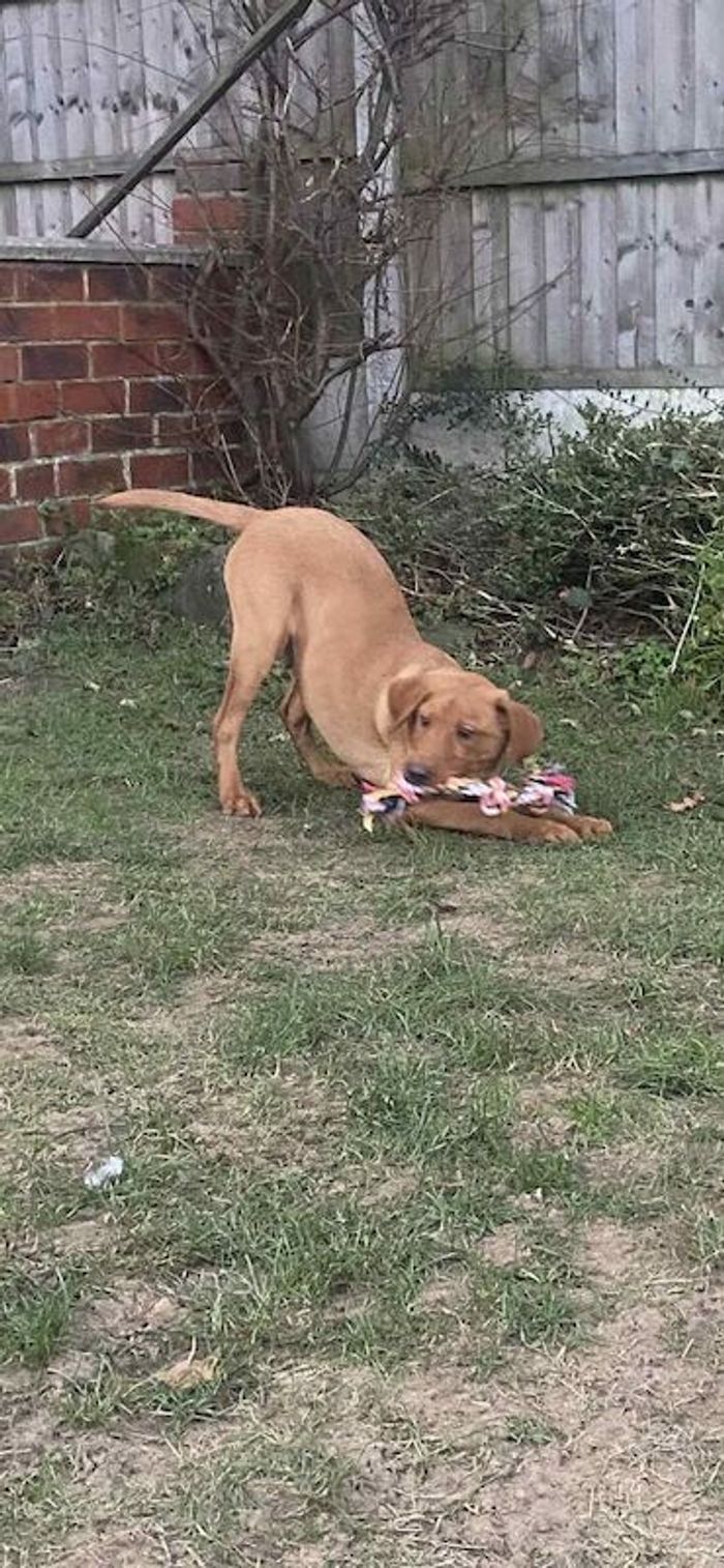 Trained Labrador For Sale in Barnsley, South Yorkshire | Labrador Owners