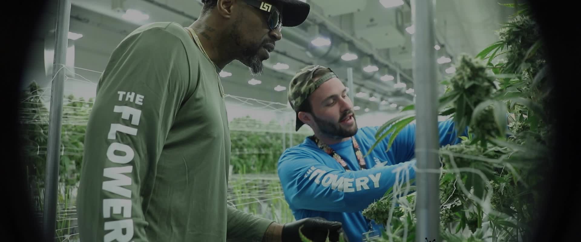 The Flowery: Premium Indoor Cannabis Cultivators in Florida