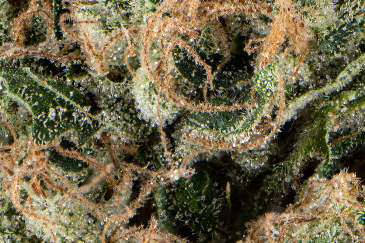 East Coast Sour Diesel Eighth - The Flowery Shop