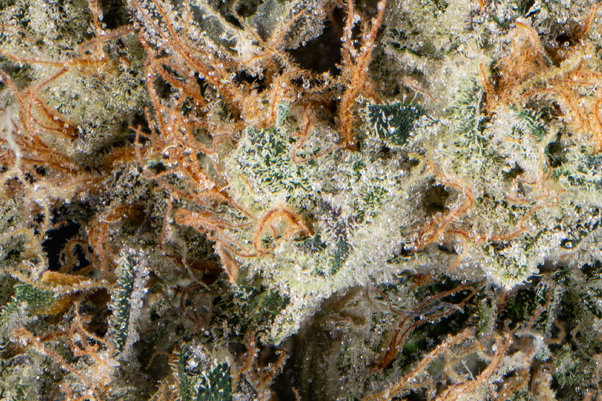 GMO Eighth - The Flowery Shop