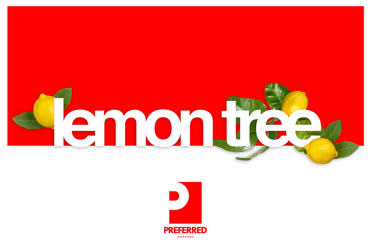 Lemon Tree 7g Juniors - The Flowery Shop