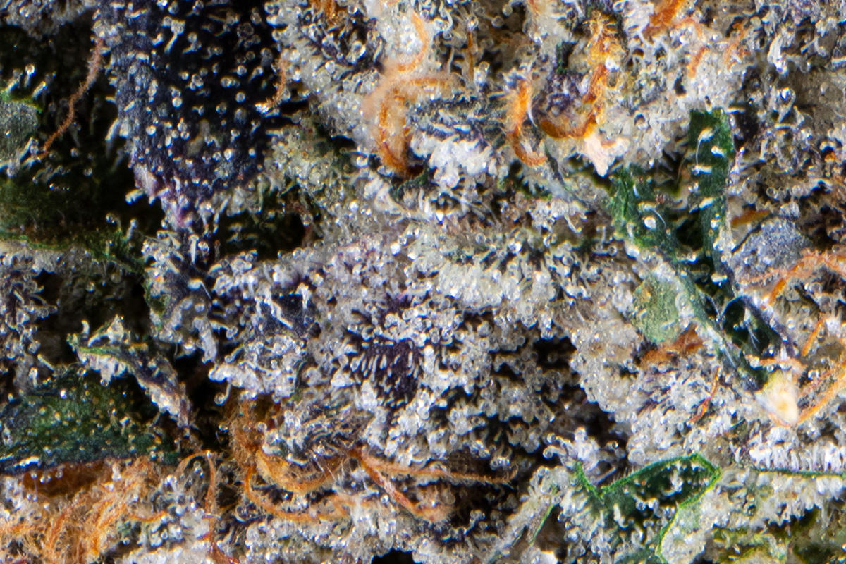 Jet Fuel OG 7g Juniors - The Flowery