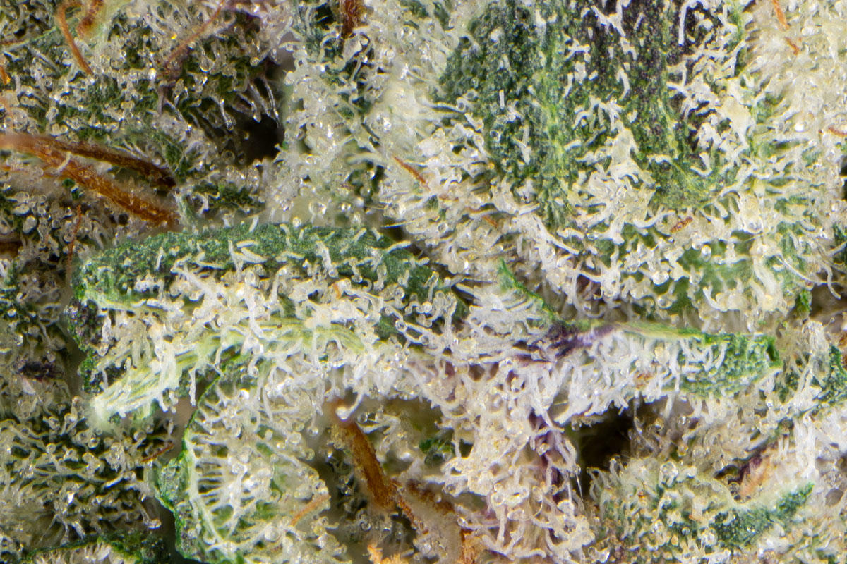 Runtz OG #7 Eighth - The Flowery Shop