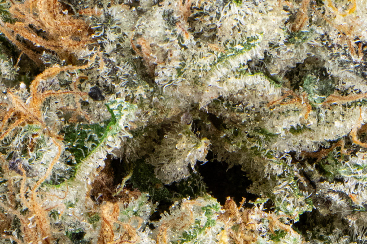 Pancakes 7g Juniors The Flowery