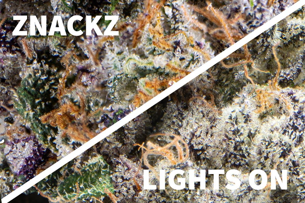 Preferred Gardens Handroll 2G - Lights on + Znackz - The Flowery Shop