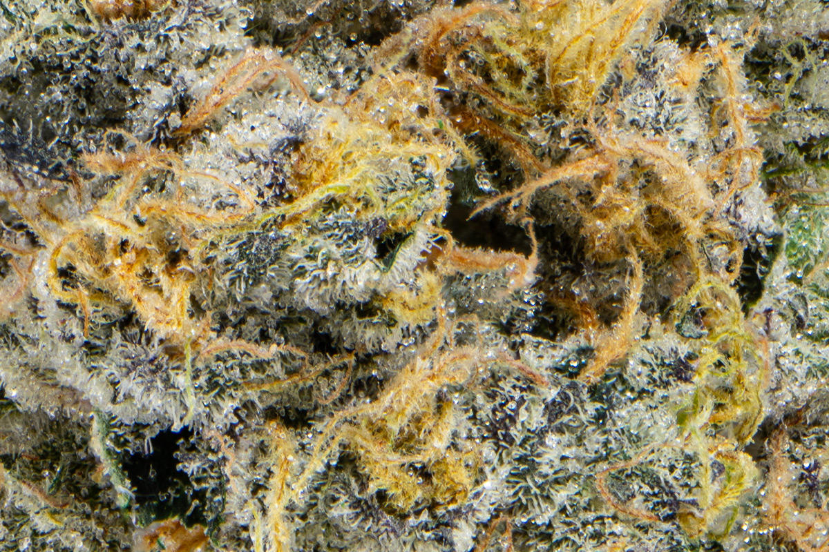 Platinum Cookies Eighth - The Flowery Shop