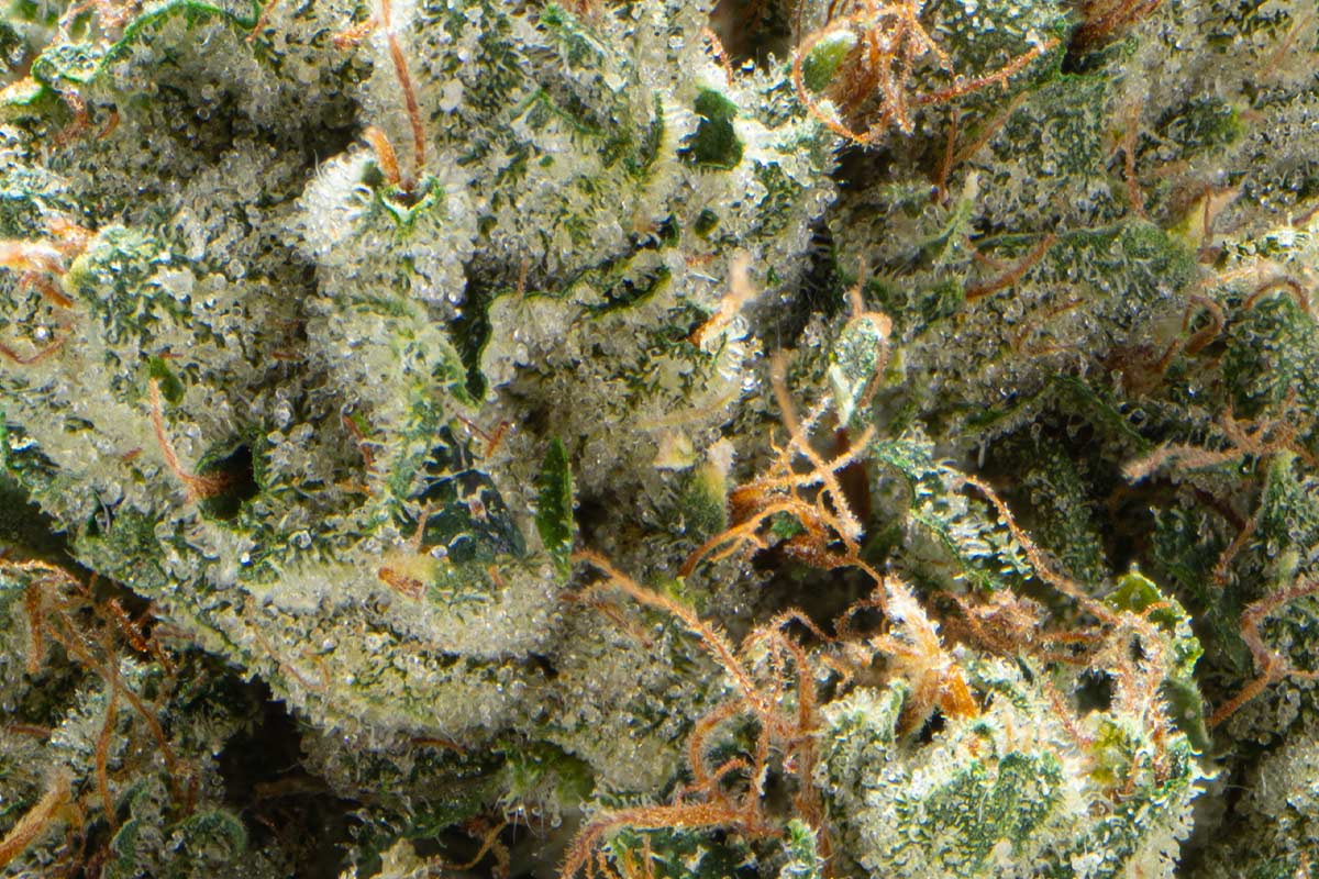 Legend OG Eighth - The Flowery Shop