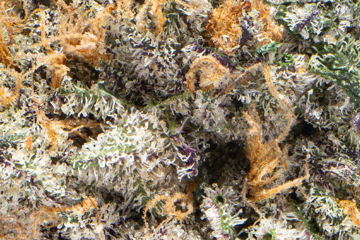 710 Labs 14g Flower - Guava Casiquitos #11 - The Flowery Shop