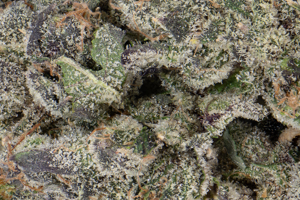 Josh D 14g Flower - Bobby Shaloha - The Flowery Shop