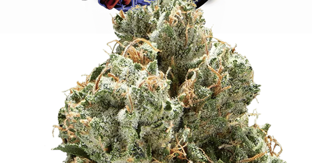 Legend OG Eighth - The Flowery Shop